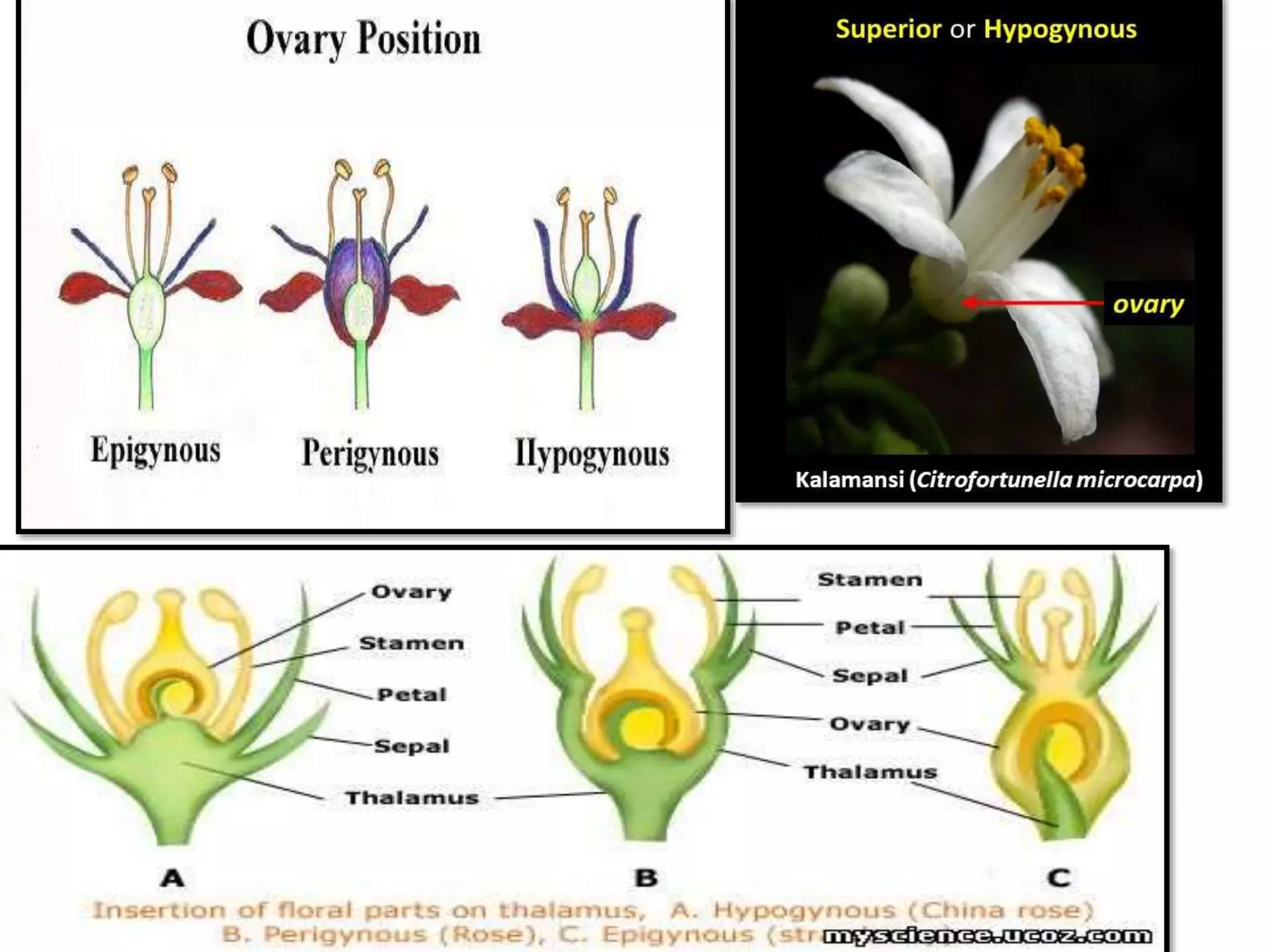 The Flower Calyx Corolla | PPTX