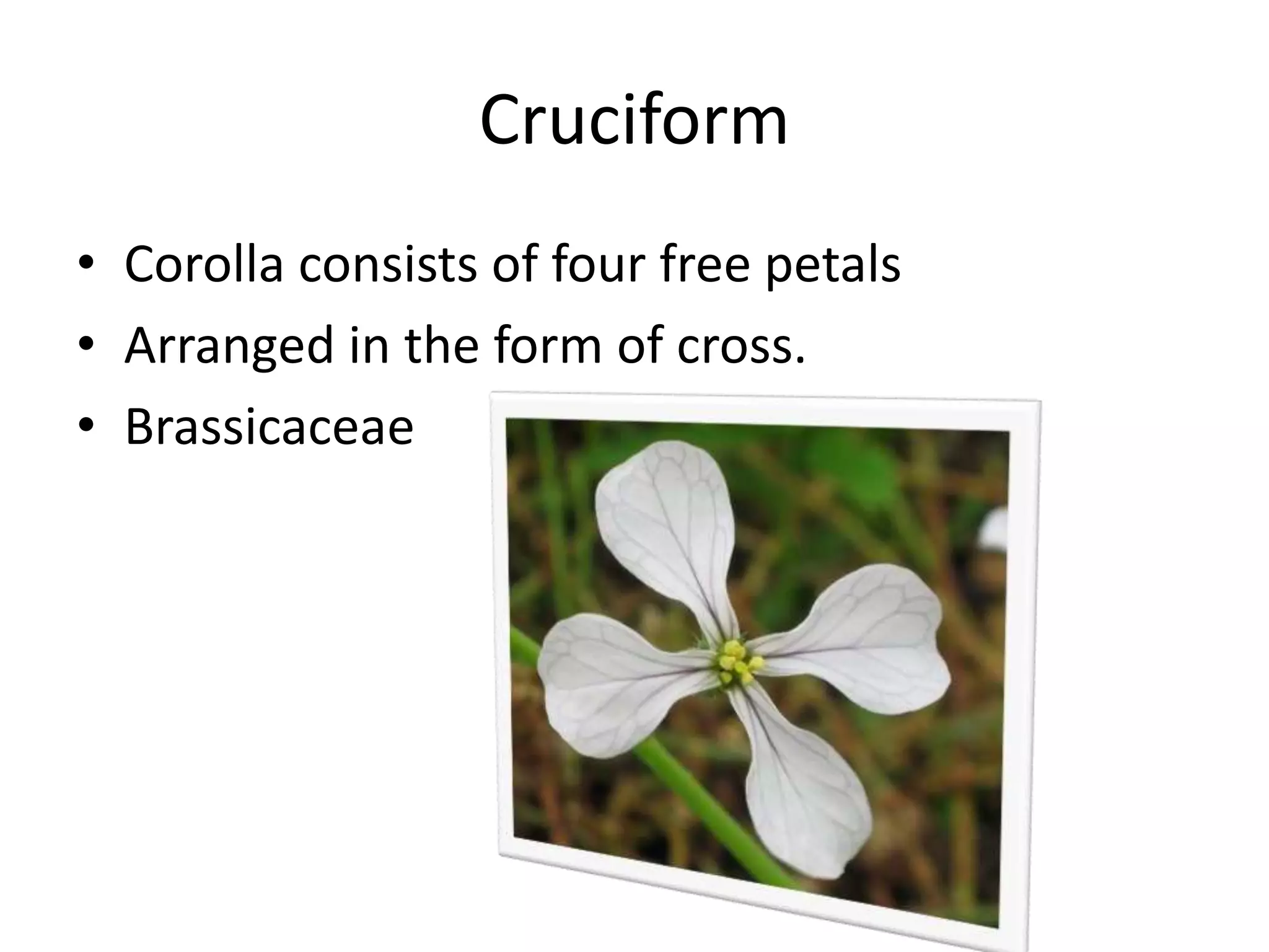 The Flower Calyx Corolla | PPTX