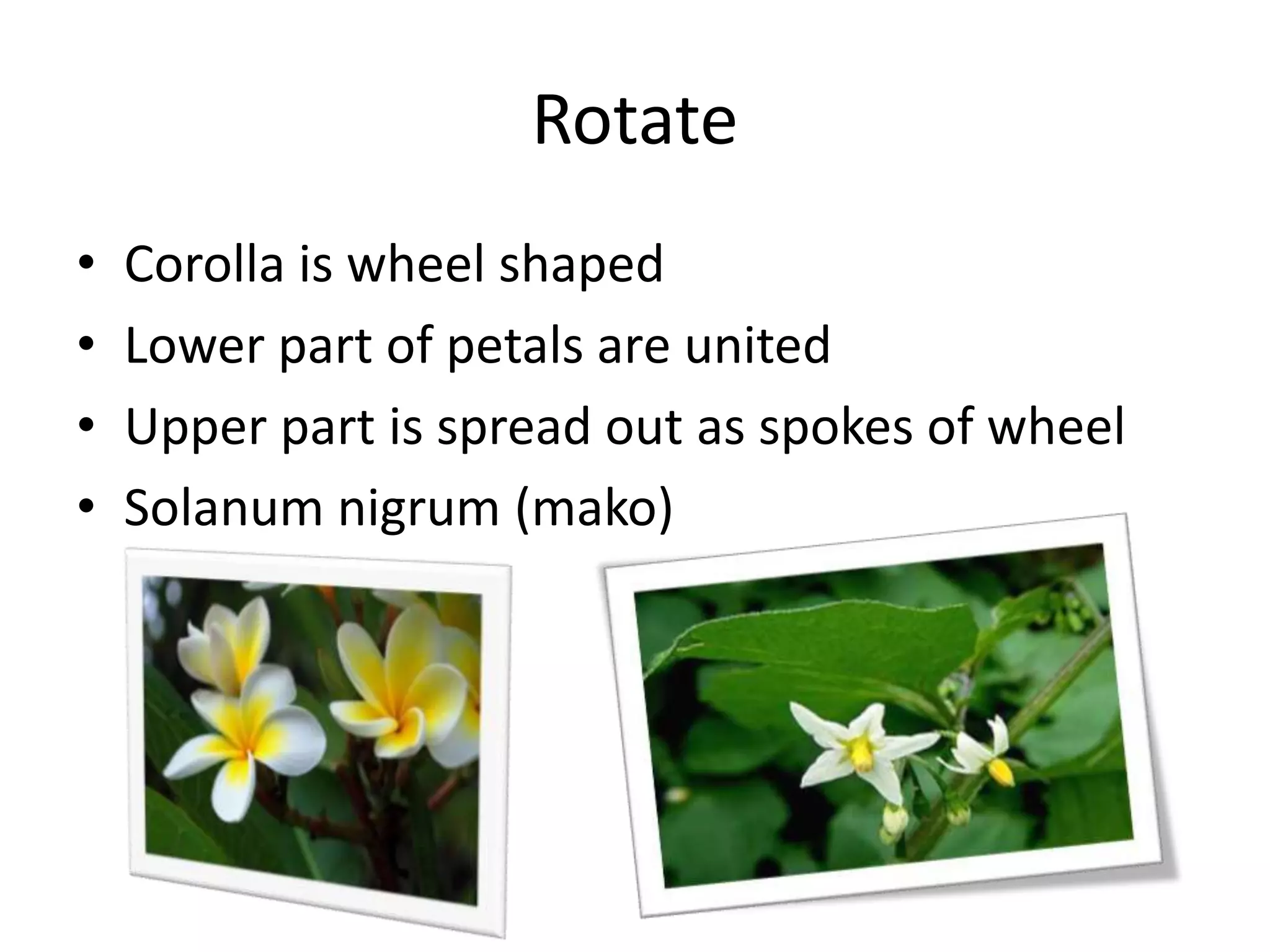 The Flower Calyx Corolla | PPTX