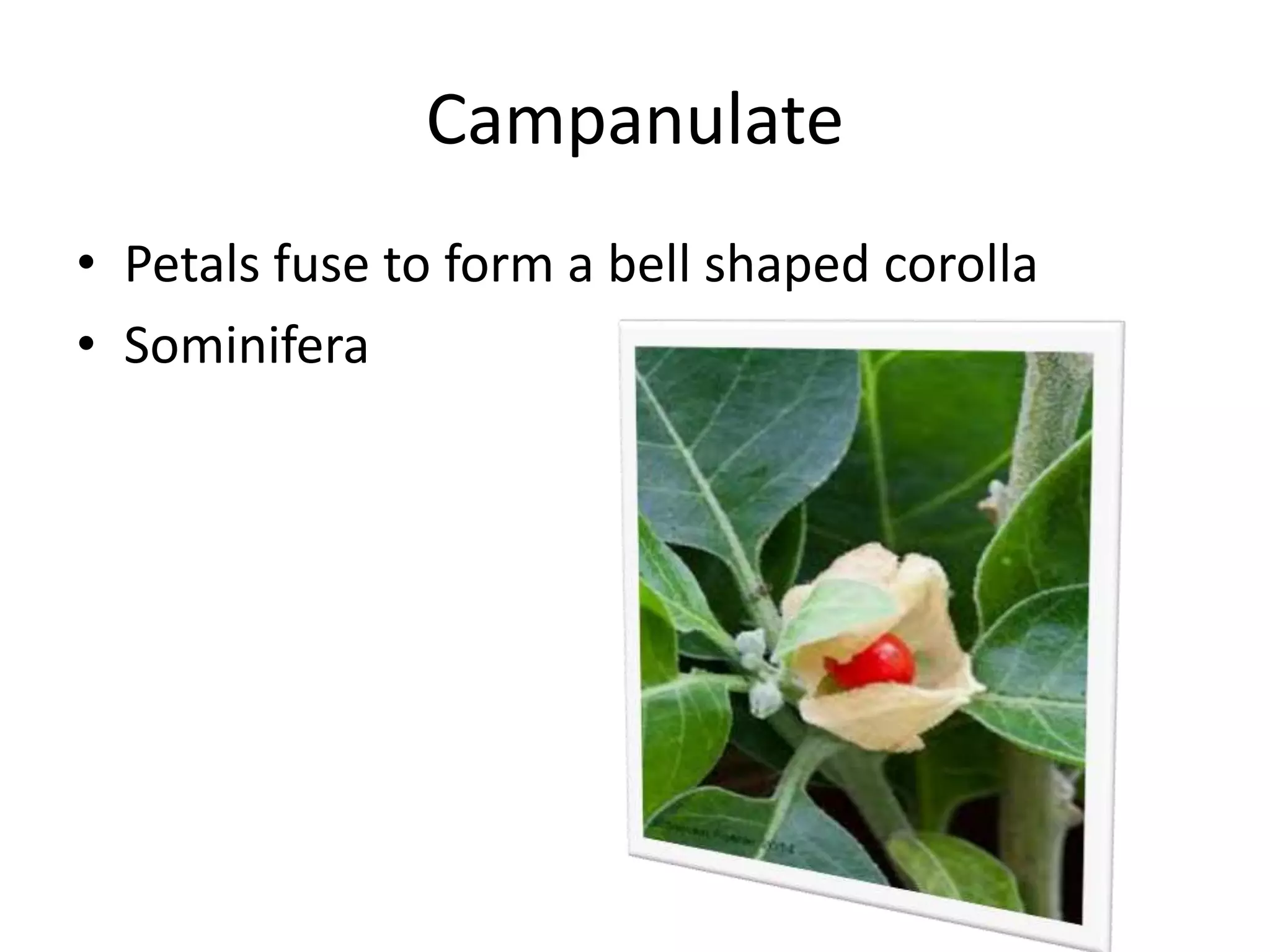 The Flower Calyx Corolla | PPTX