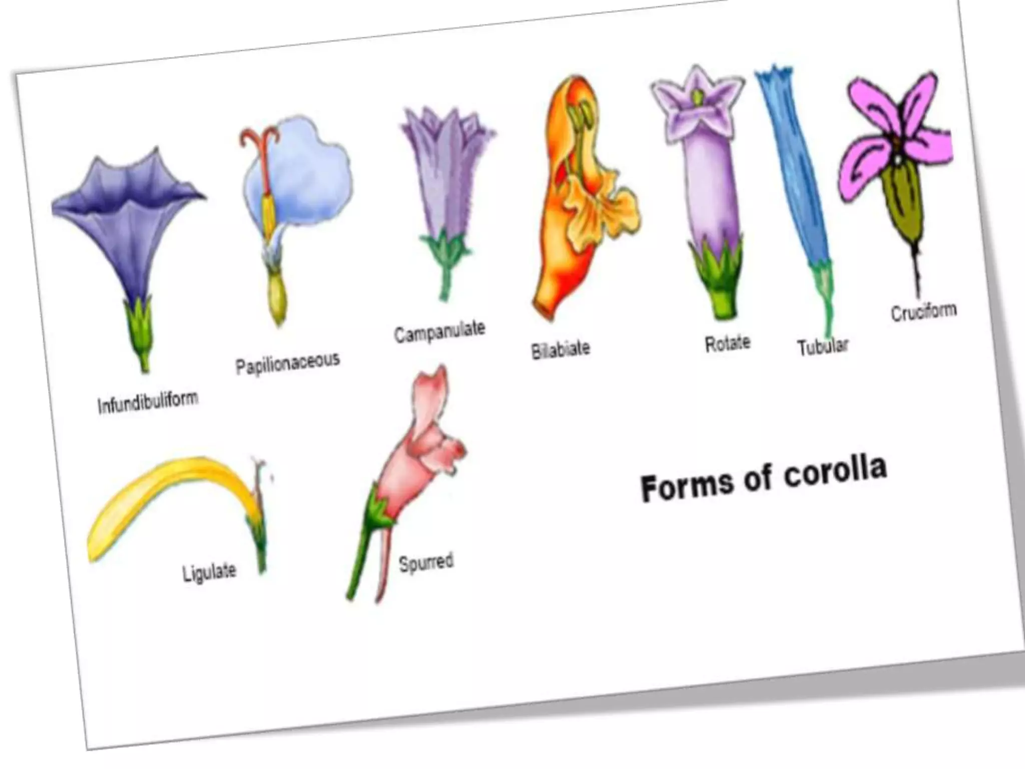 The Flower Calyx Corolla | PPTX