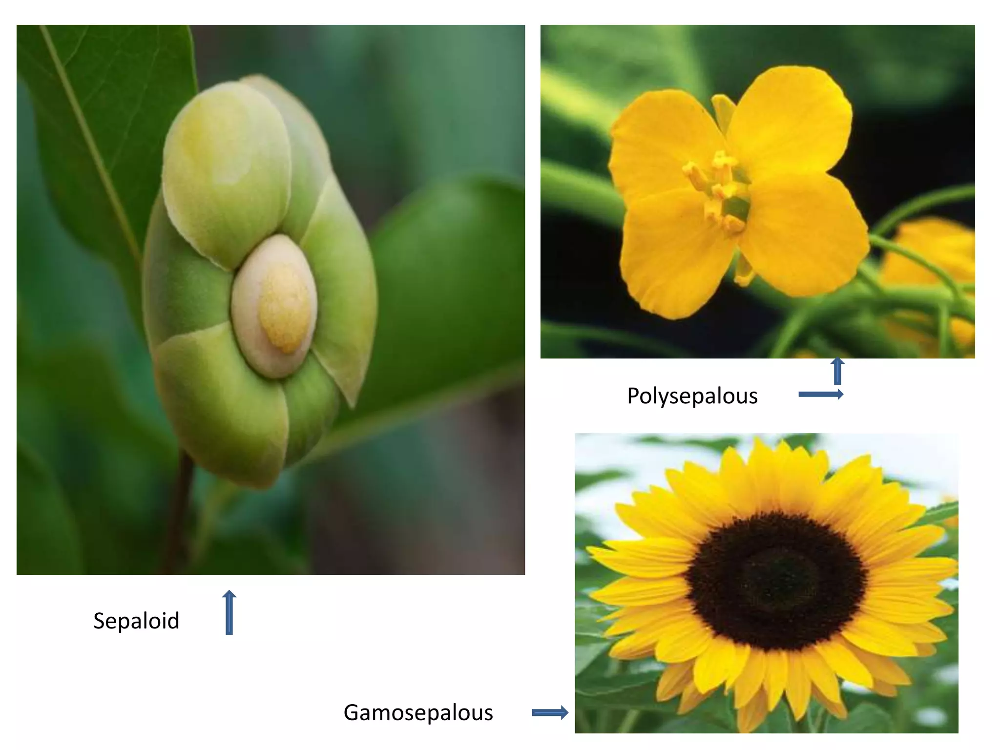 The Flower Calyx Corolla | PPTX