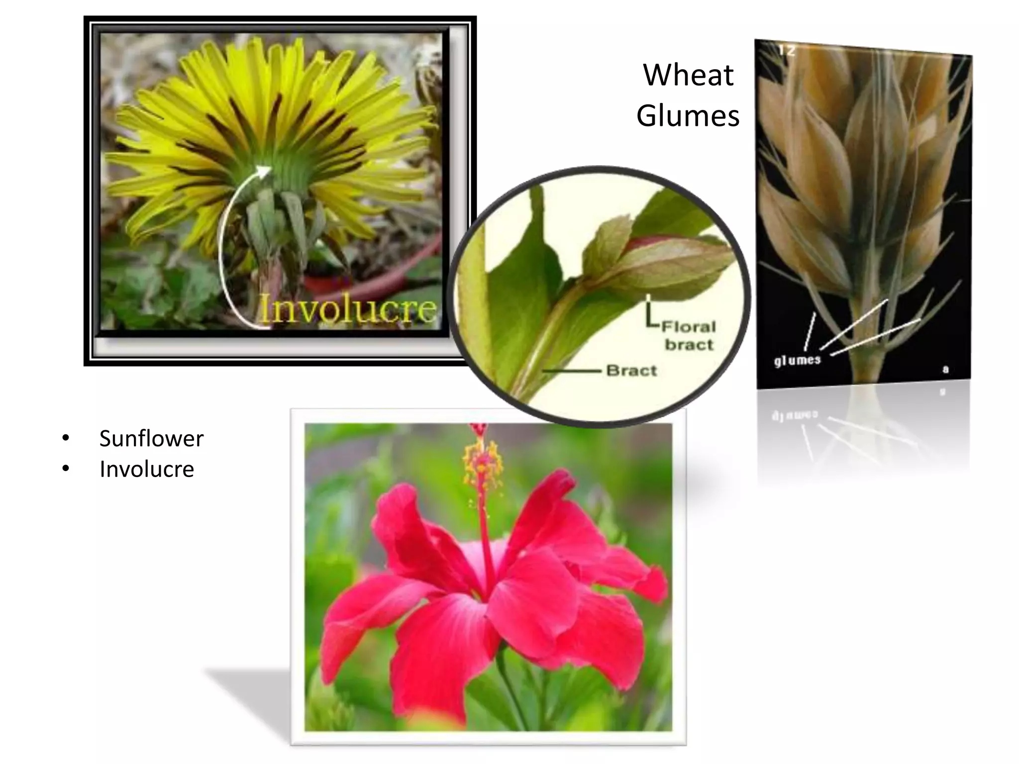 The Flower Calyx Corolla | PPTX