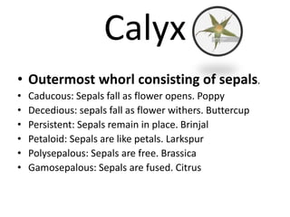 The Flower Calyx Corolla | PPTX