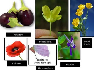 The Flower Calyx Corolla | PPTX