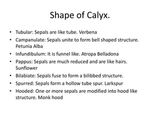The Flower Calyx Corolla | PPTX
