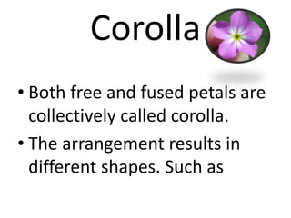 The Flower Calyx Corolla | PPTX