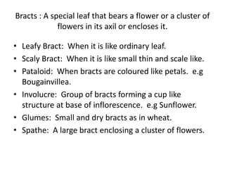 The Flower Calyx Corolla | PPTX