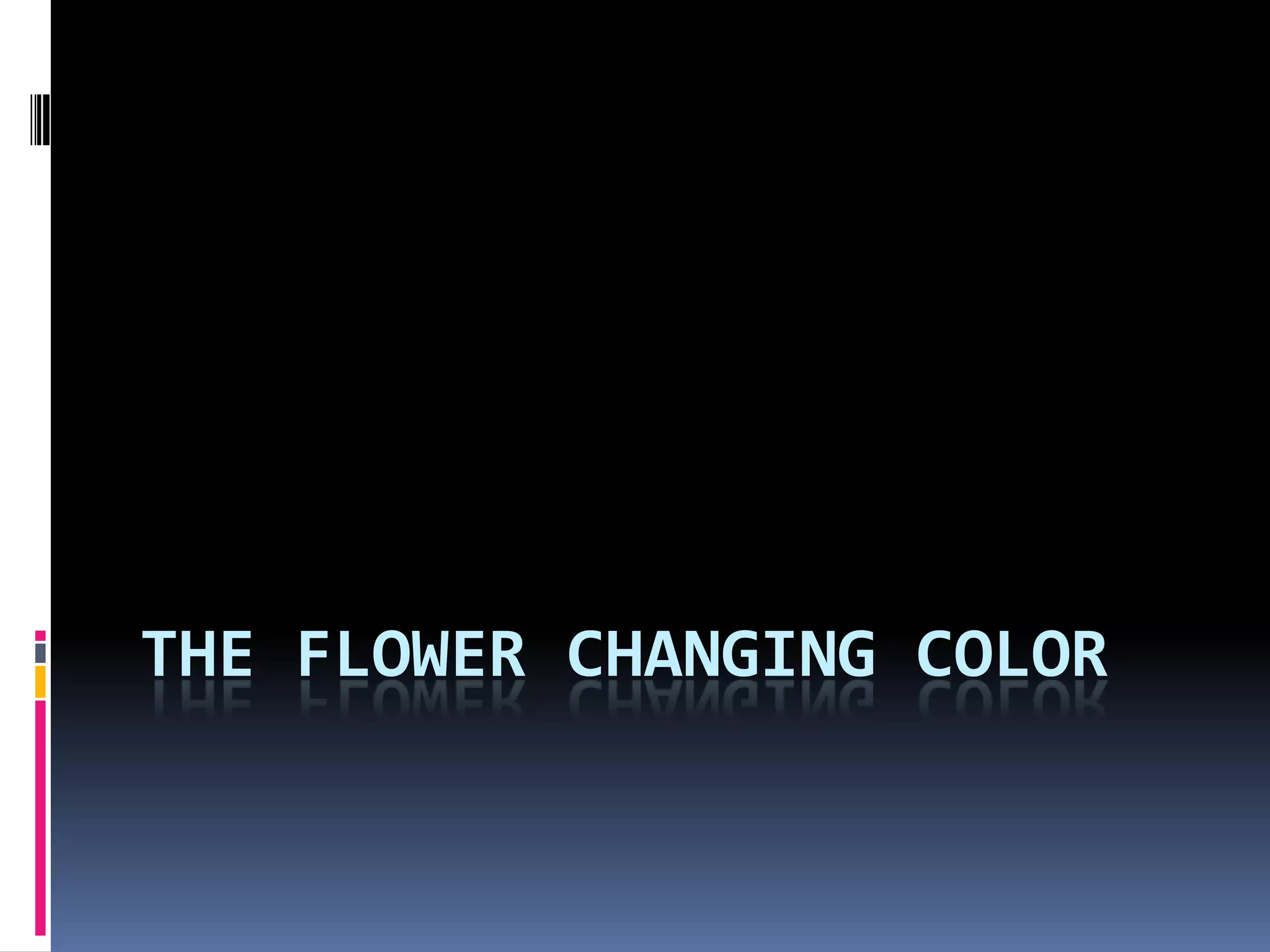 The flower changing color | PPT