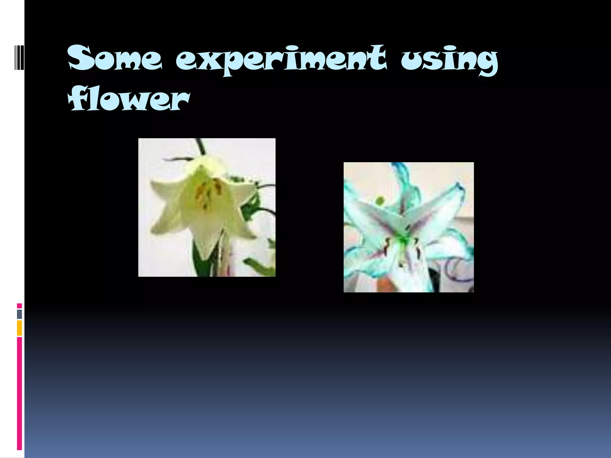 The flower changing color | PPTX