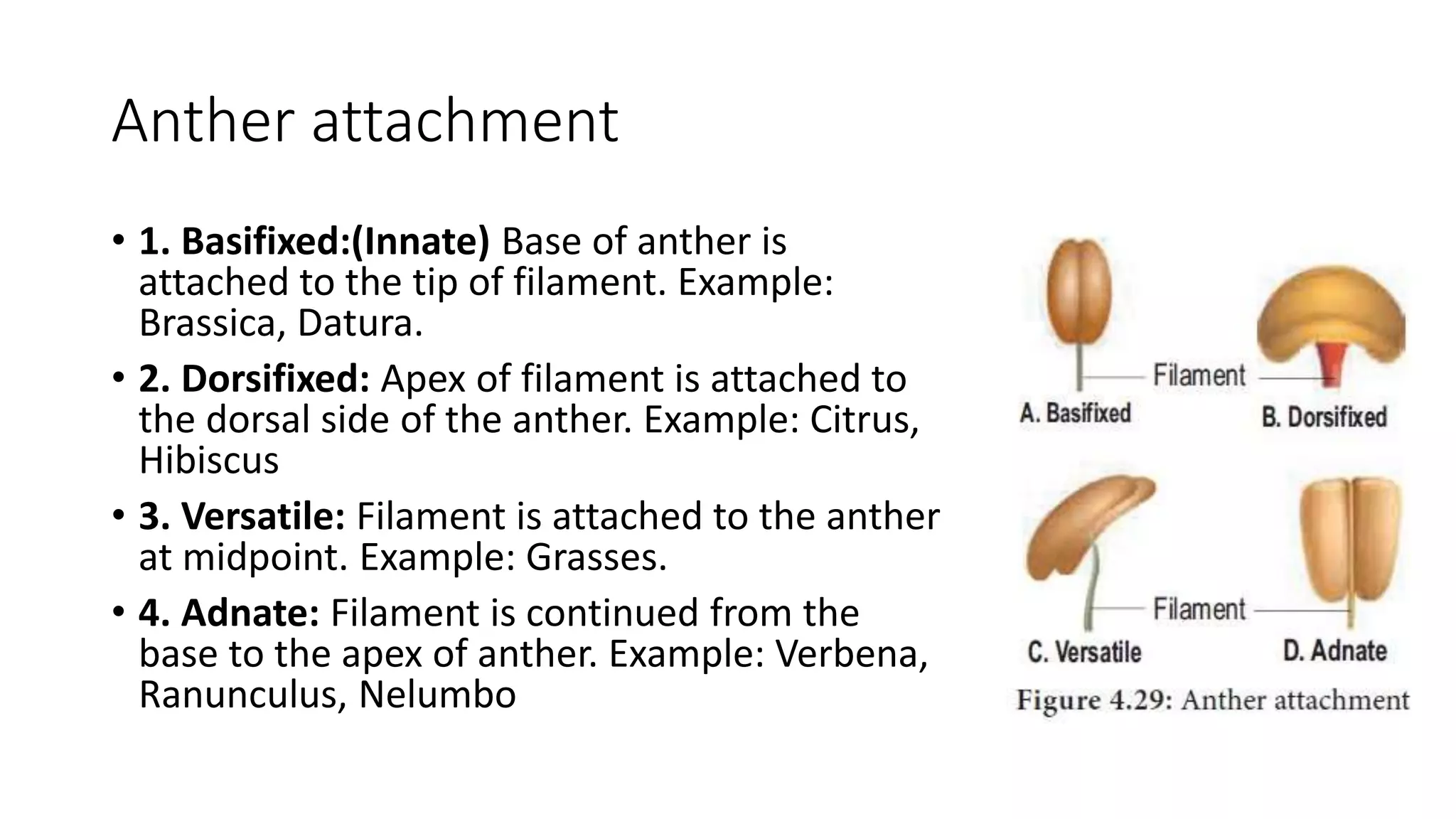 Theflowerpptx__2021_01_20_14_23_16.pptx