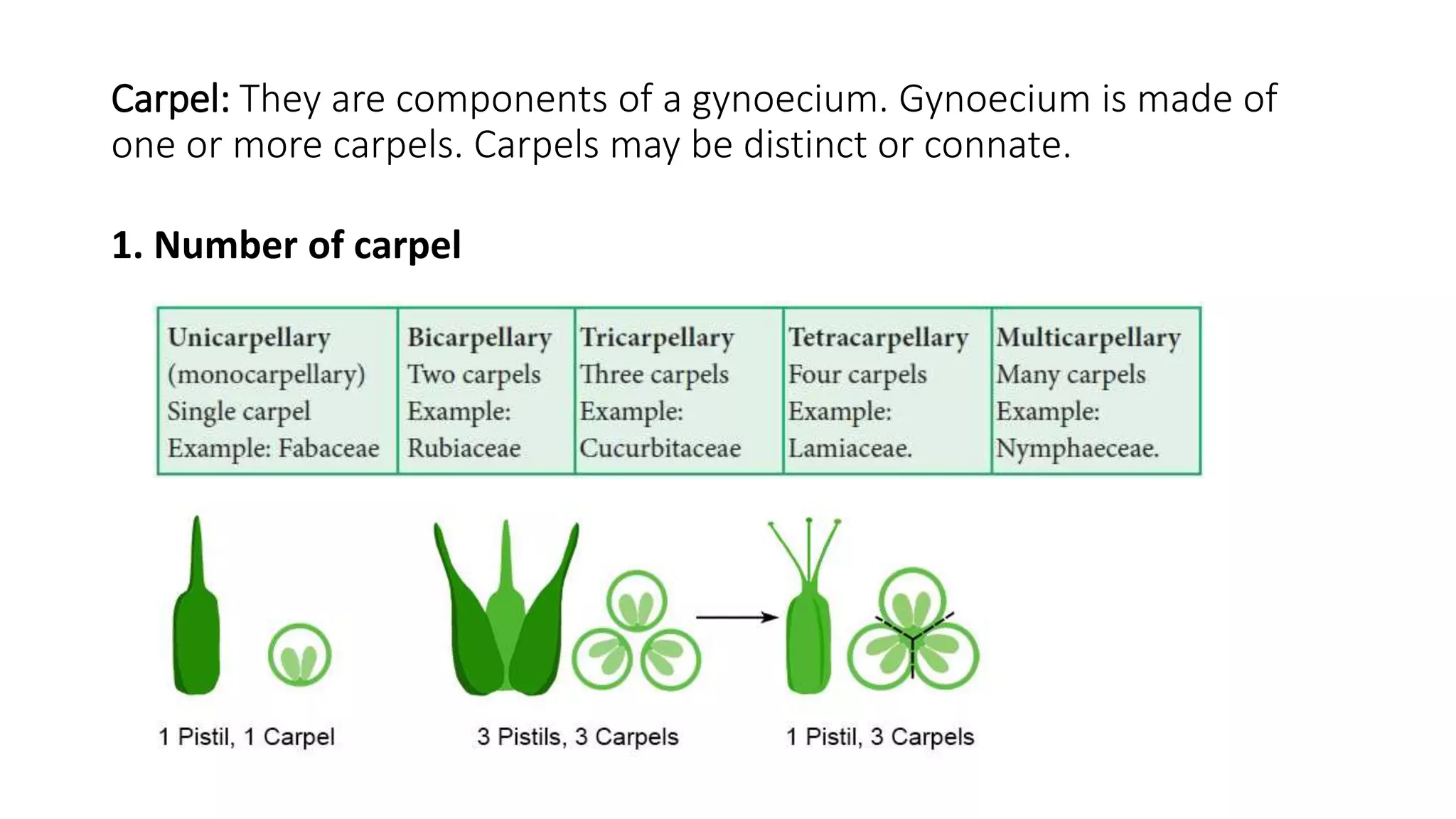 Theflowerpptx__2021_01_20_14_23_16.pptx