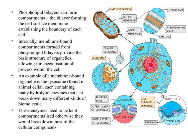 The Fluid Mosaic Model of Membranes.pptx | Biological Sciences | Science
