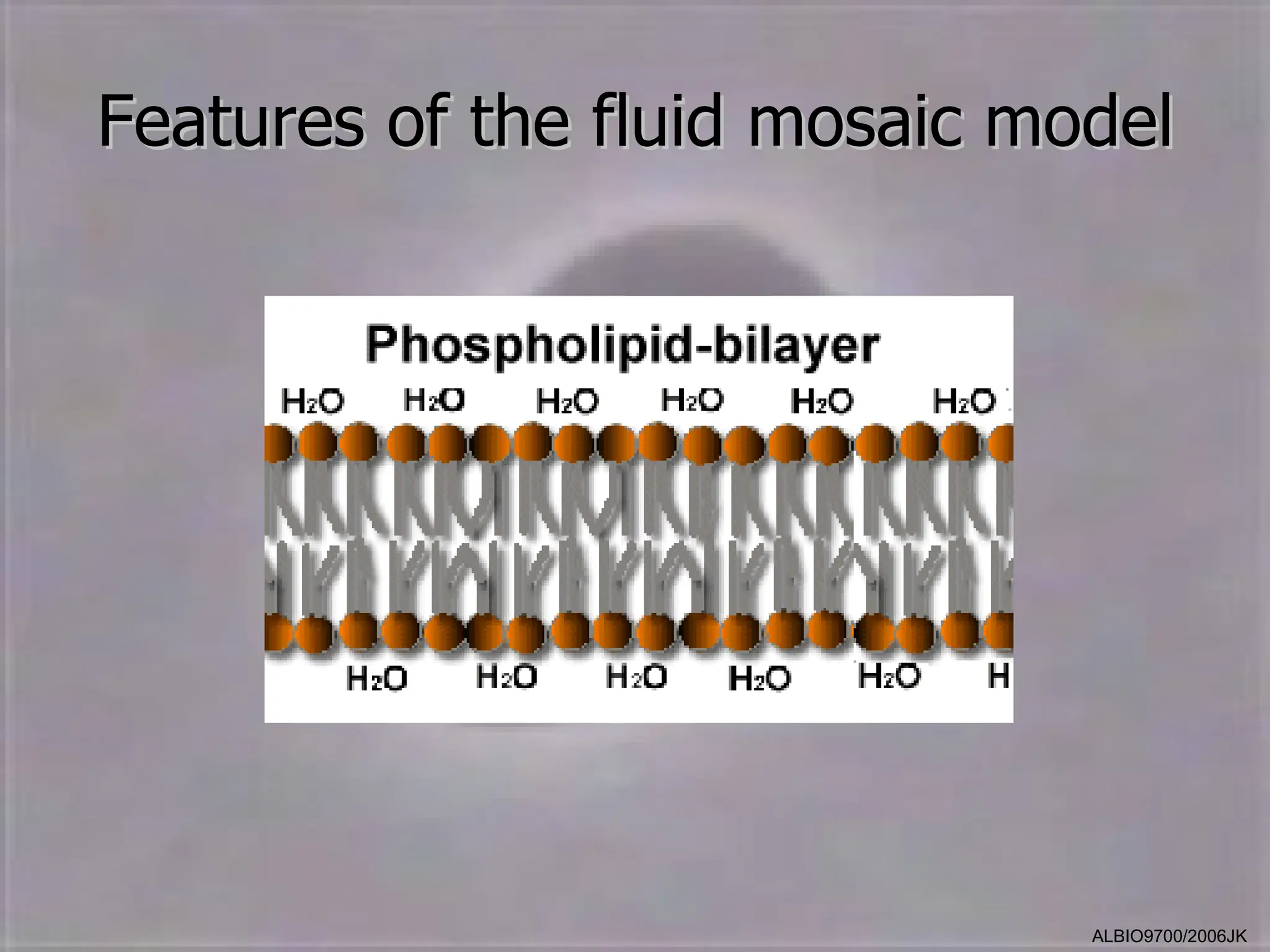 thefluidmosaicmodelofmembranestructure-120322041206-phpapp01.pdf