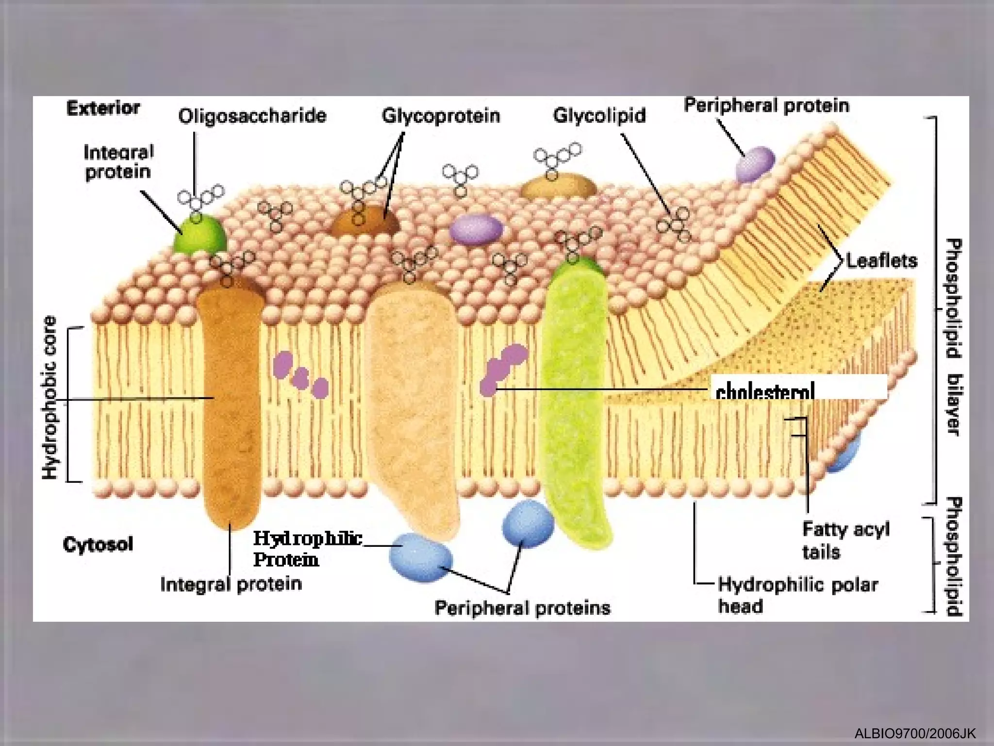 The fluid mosaic model of membrane structure | PPT