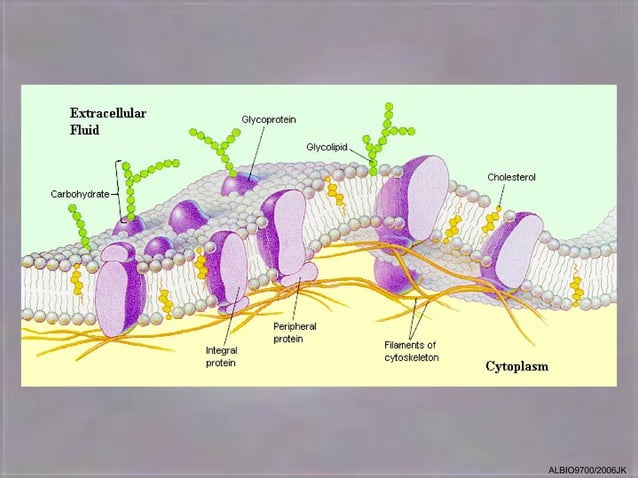 The fluid mosaic model of membrane structure | PPT | Chemistry | Science