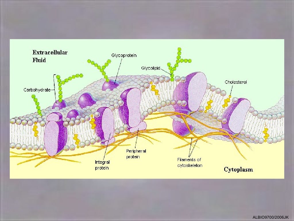 Fluid mosaic model of membrane structure - traklua
