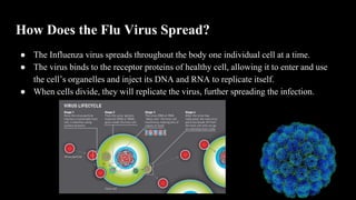 The flu vaccine presentation | PPTX