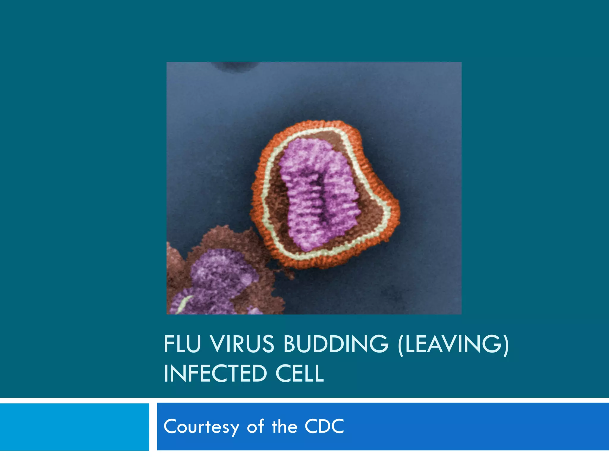 The Flu Virus In An Aerosol Droplet | PPT
