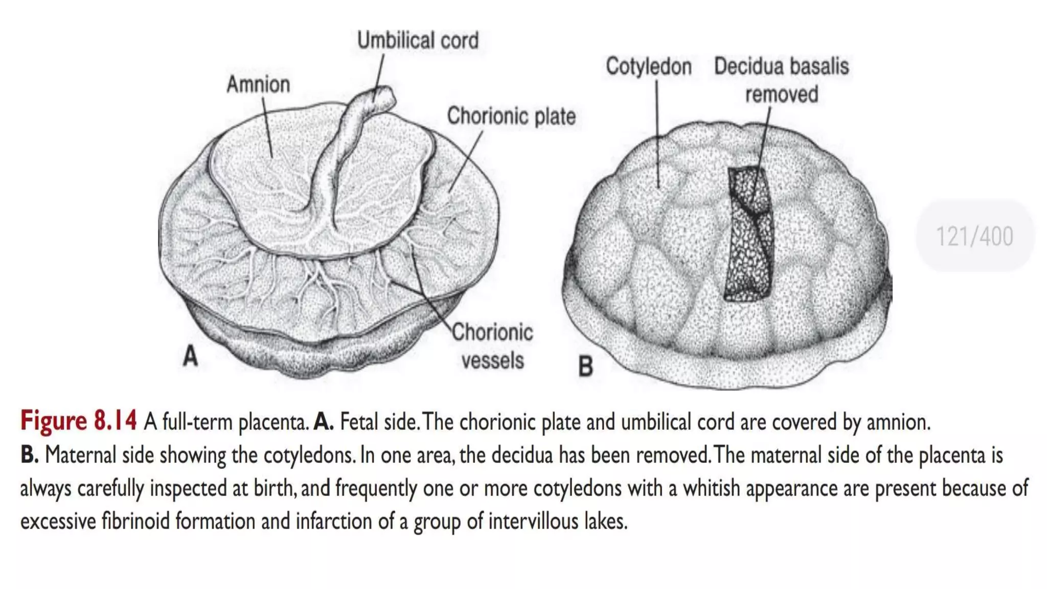 The Foetus and Placenta.pptx
