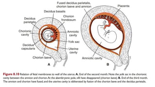 The Foetus and Placenta.pptx