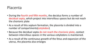 The Foetus and Placenta.pptx
