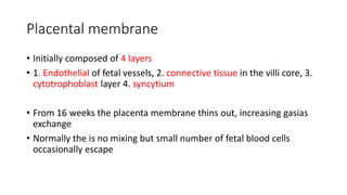 The Foetus and Placenta.pptx