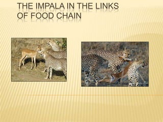 The food chain | PPTX