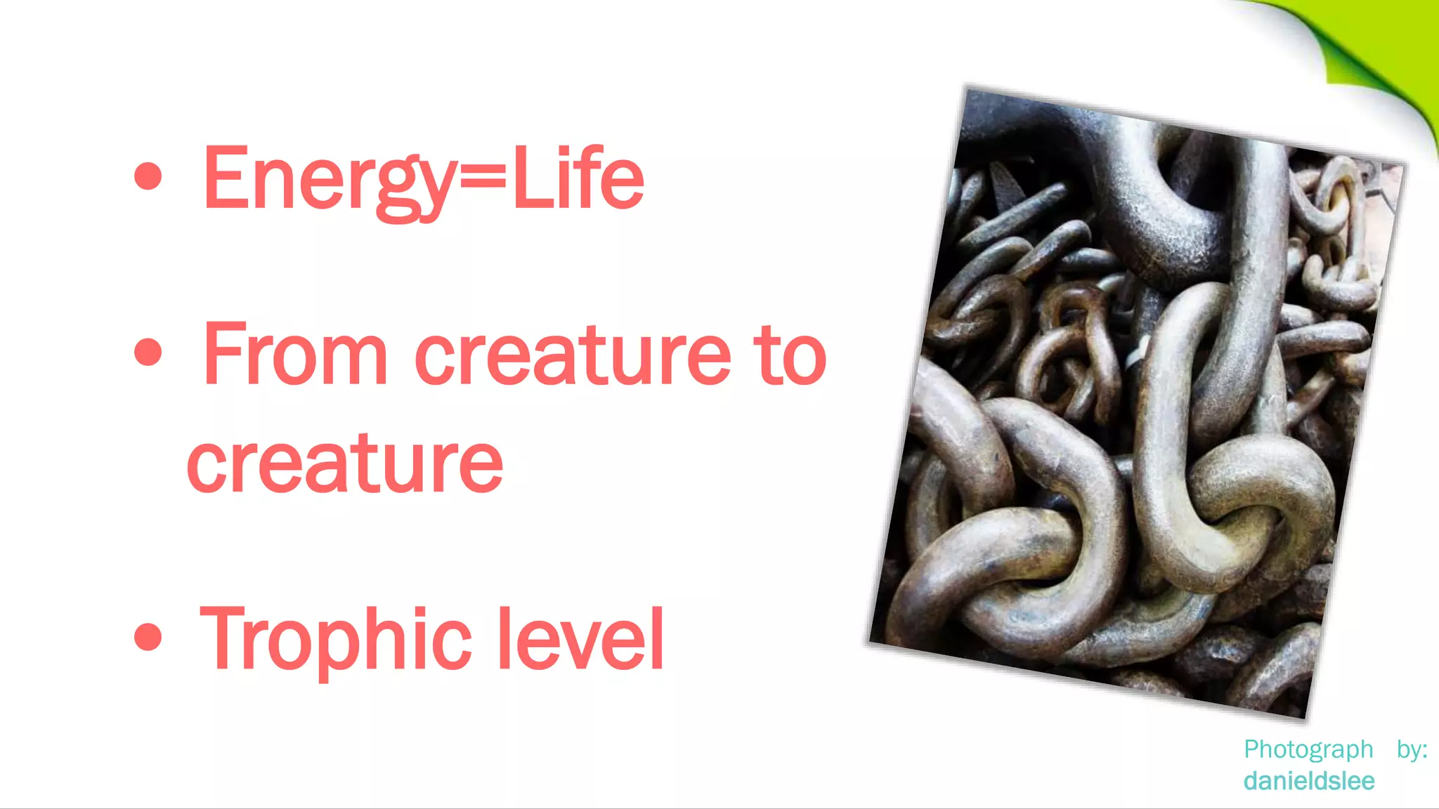 The Food Chain...with Dinosaurs! | PPTX