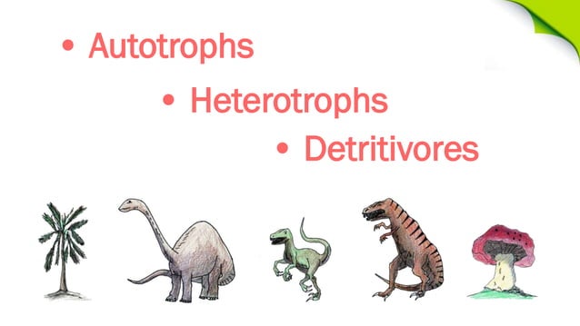 The Food Chain...with Dinosaurs! | PPTX
