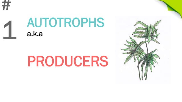 The Food Chain...with Dinosaurs! | PPTX