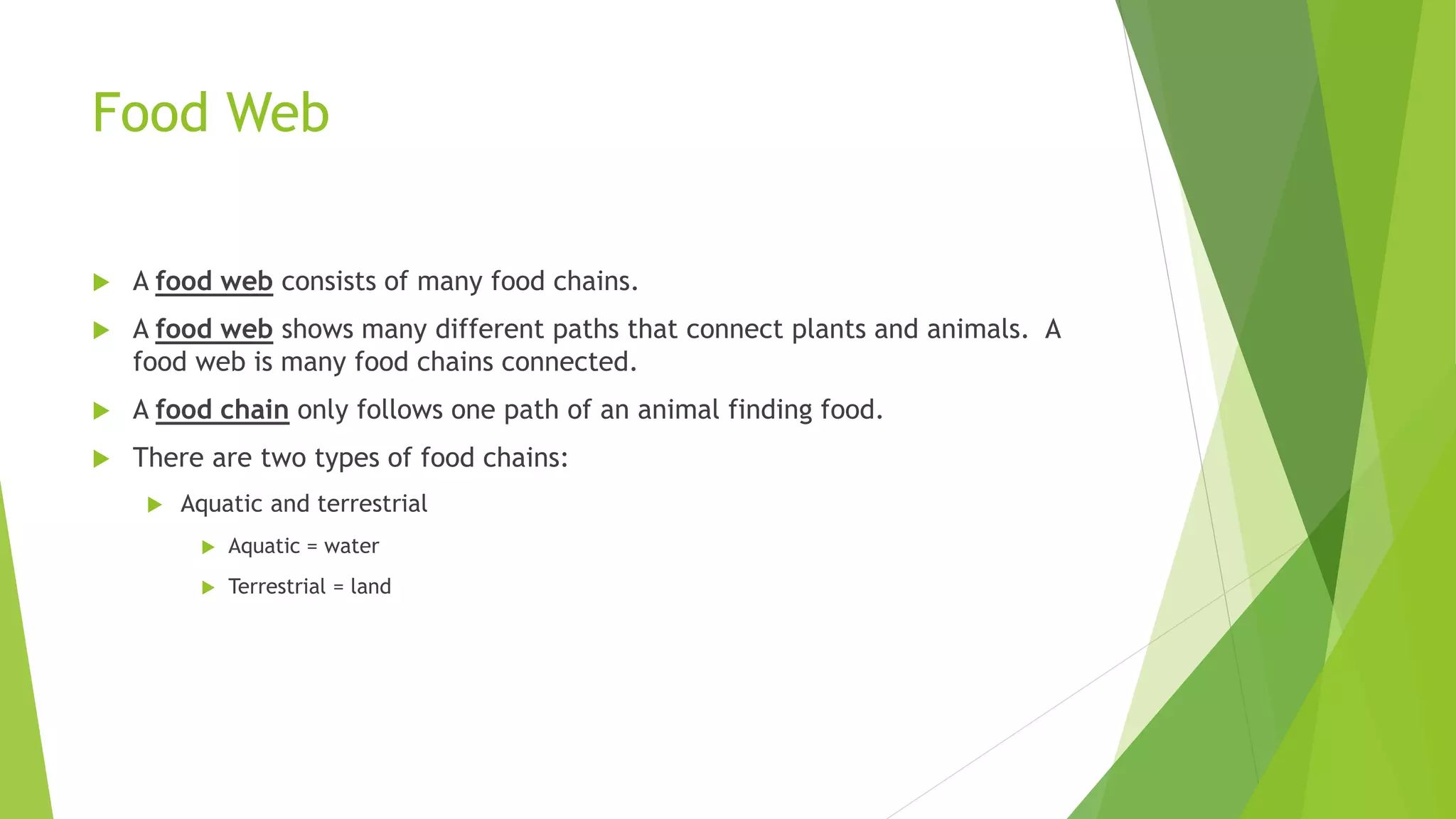 The Food Web PowerPoint | PPTX