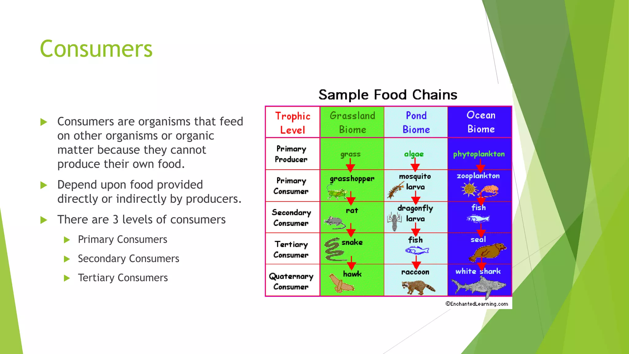 The Food Web PowerPoint | PPTX