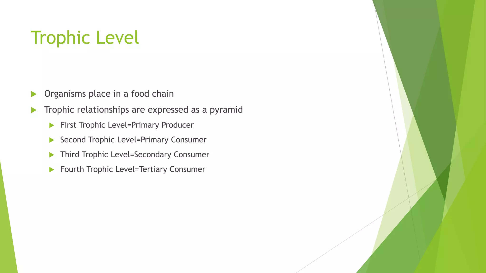 The Food Web PowerPoint | PPTX