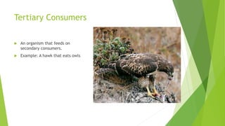 The Food Web PowerPoint | PPTX