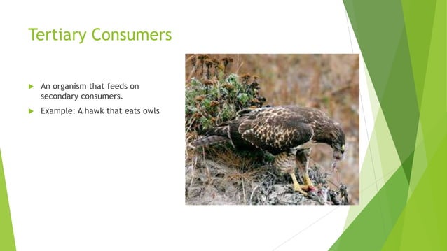 The Food Web PowerPoint | PPTX