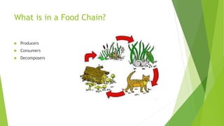 The Food Web PowerPoint | PPTX