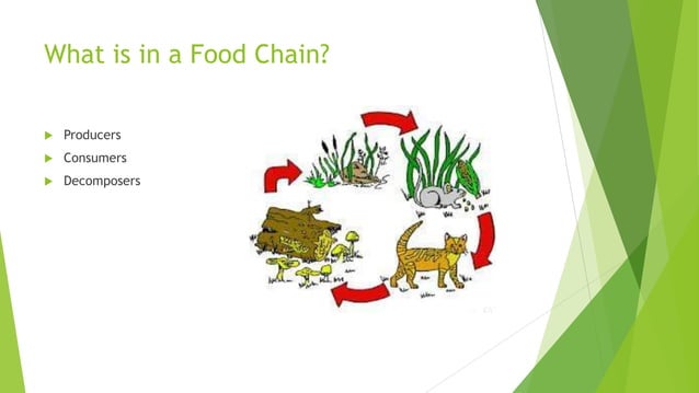 The Food Web PowerPoint | PPTX