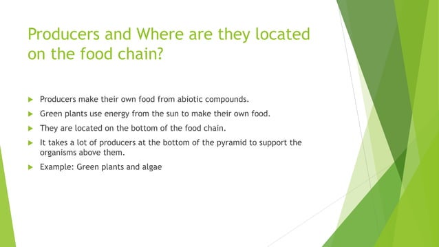 The Food Web PowerPoint | PPTX