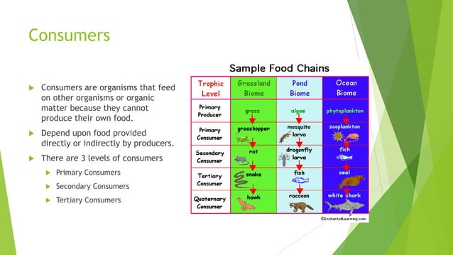 The Food Web PowerPoint | PPTX