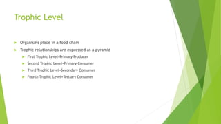 The Food Web PowerPoint | PPTX