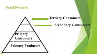 The Food Web PowerPoint | PPTX