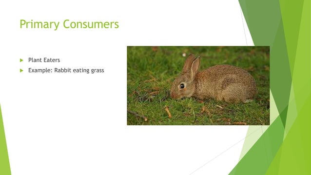 The Food Web PowerPoint | PPTX