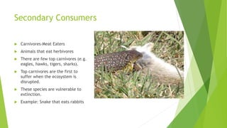 The Food Web PowerPoint | PPTX