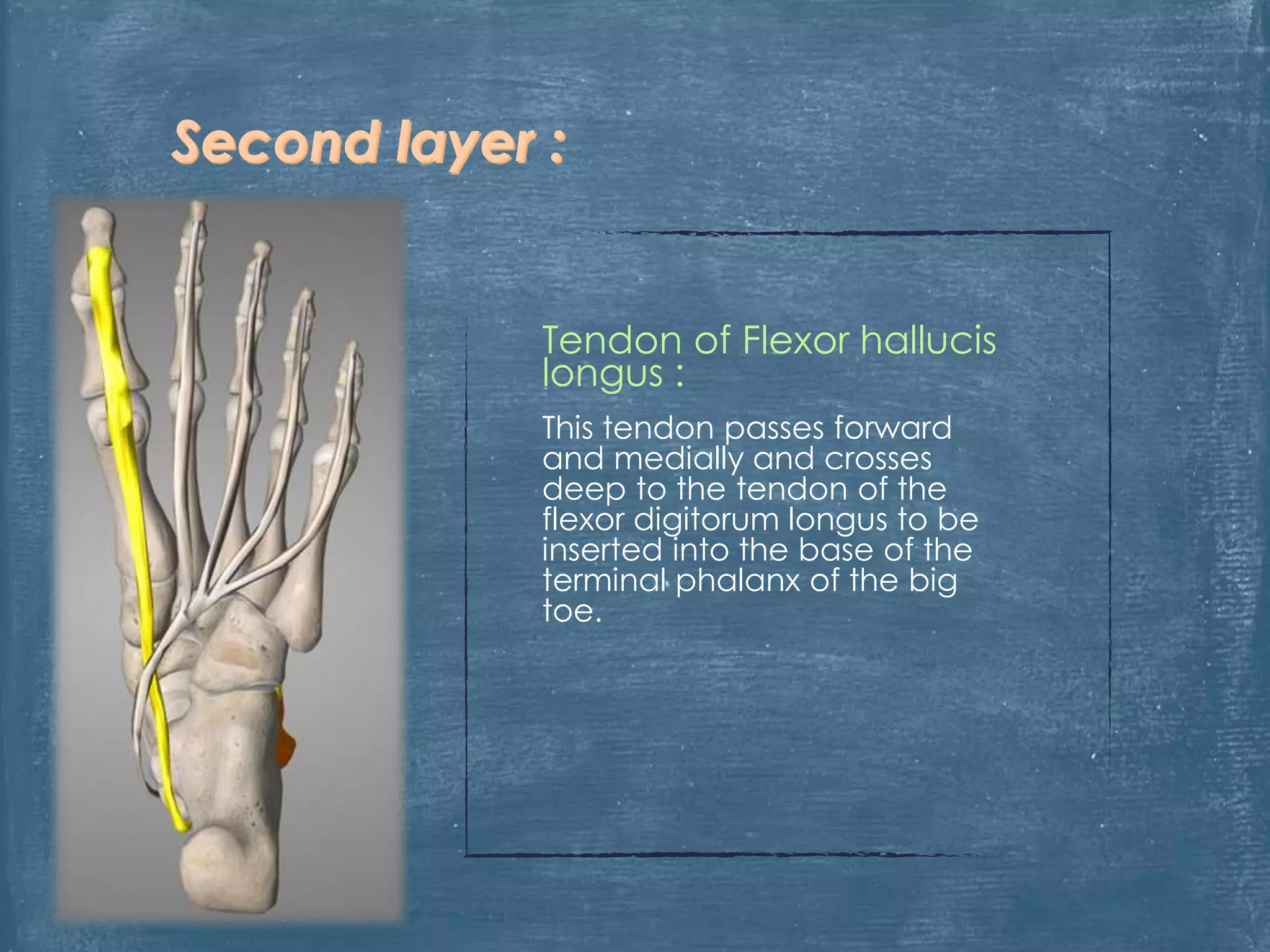 Anatomy of the foot | PPTX