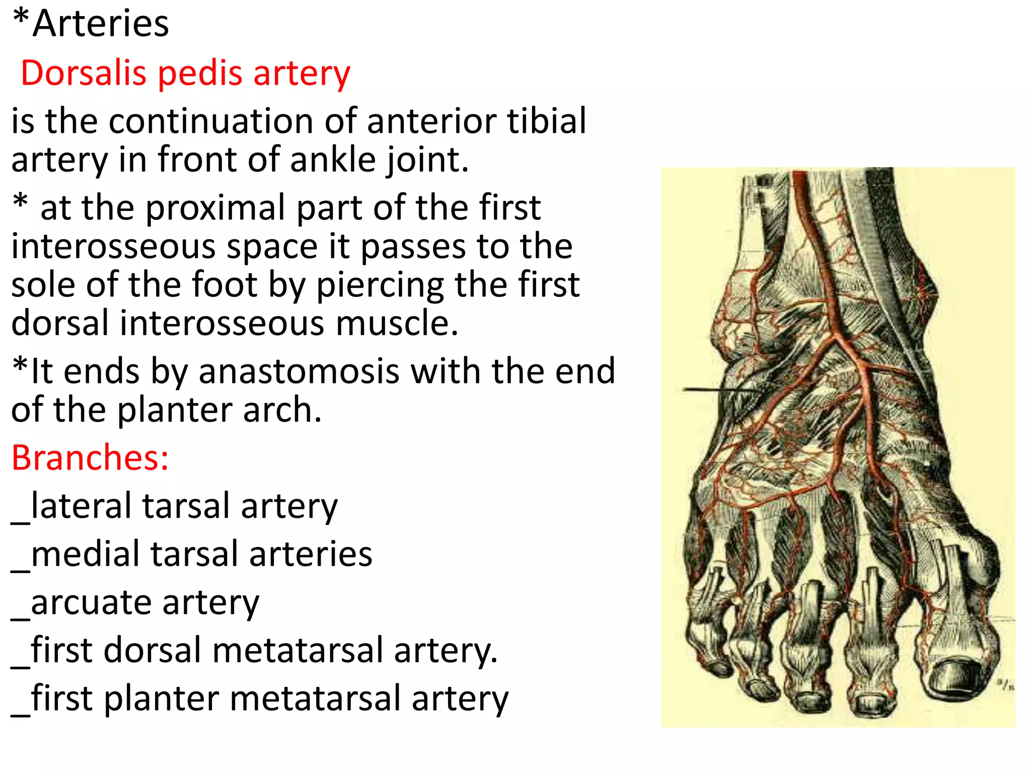 Anatomy of the foot | PPTX