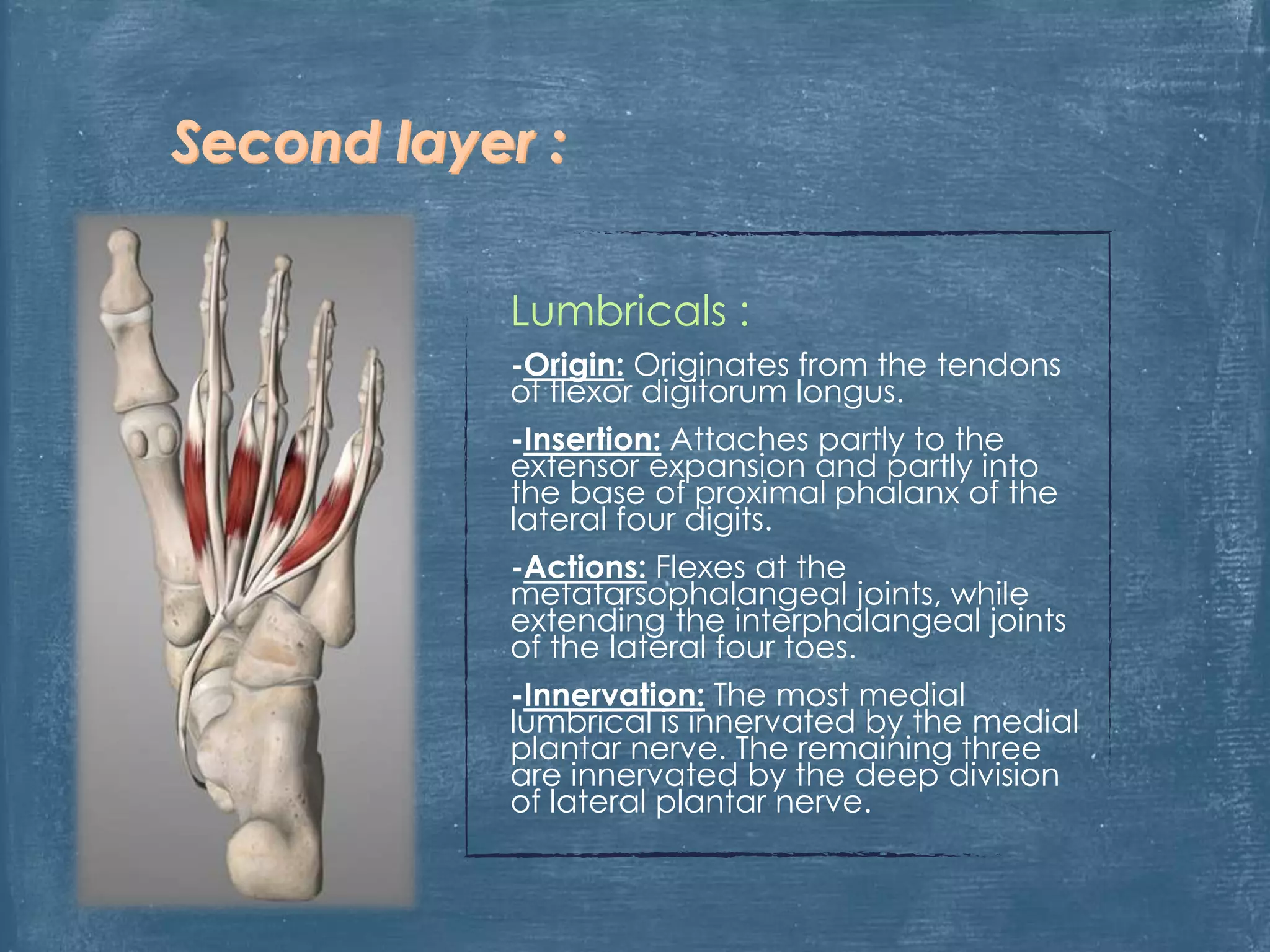 Anatomy of the foot | PPTX