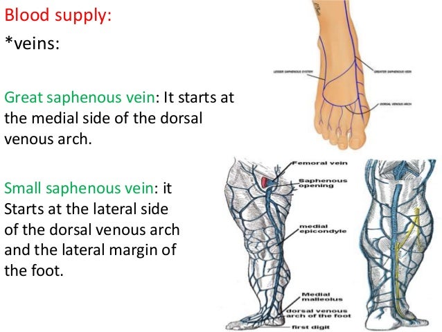 Foot Surface Anatomy Anatomy Of Foot, Illustration Stock Photo Alamy