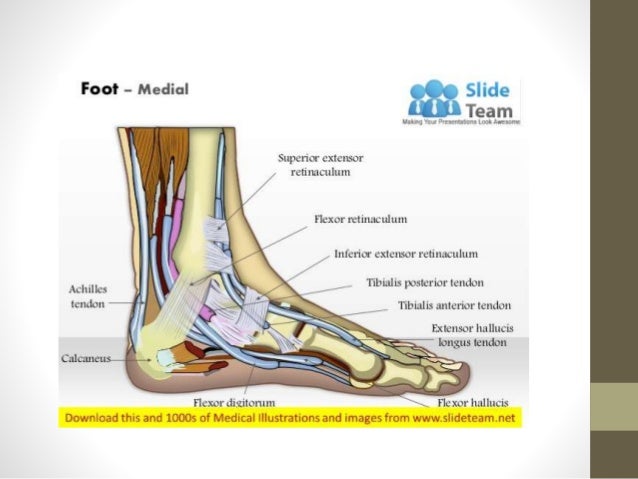 Foot Surface Anatomy Anatomy Of Foot, Illustration Stock Photo Alamy