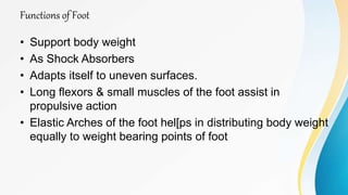 The foot applied anatomy & arches | PPTX